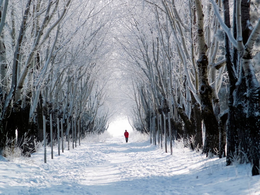 Happy Holidays! Reflect On The Path Ahead | Online Amplify Happy Holidays! Reflect On The Path Ahead | Online Amplify